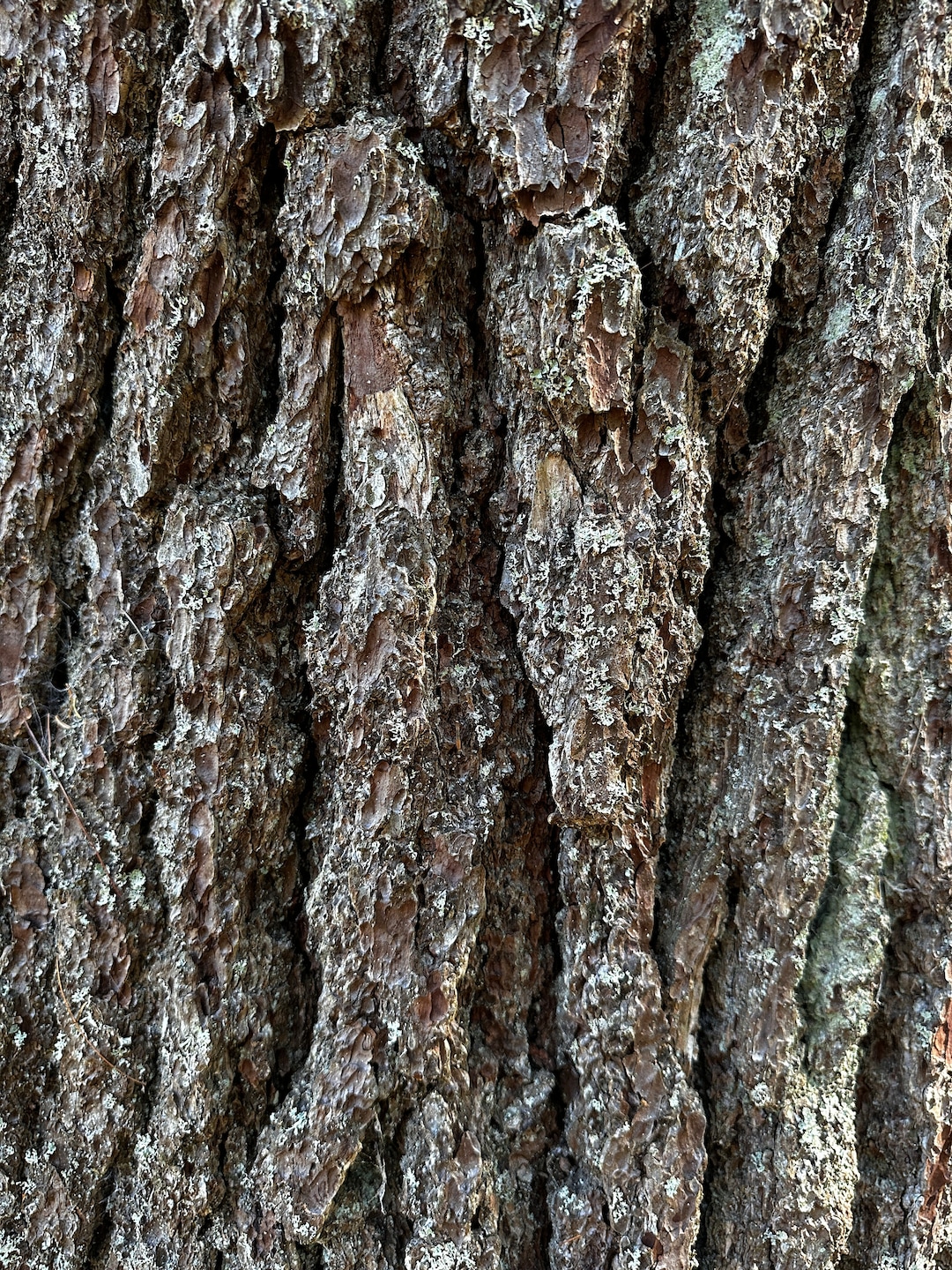 Bark Digital Download - 5 Bark Paper Nature Images - DIY Craft Image ...