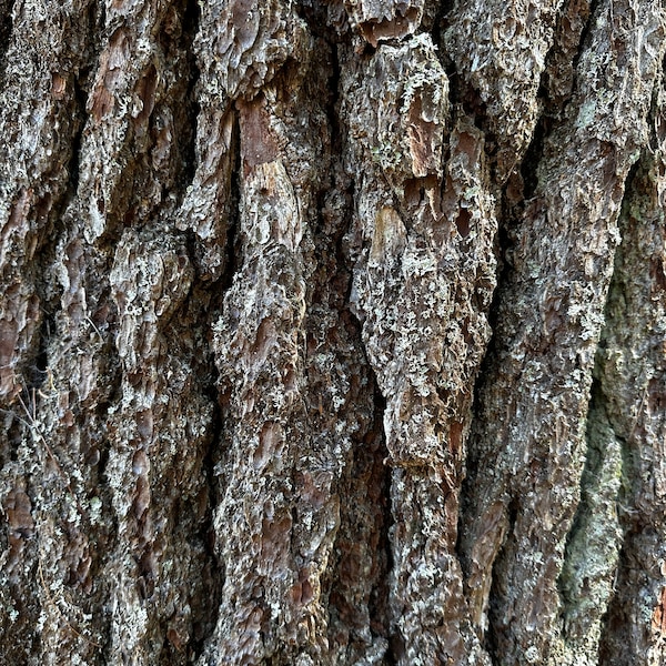 Birch Bark Paper - Etsy