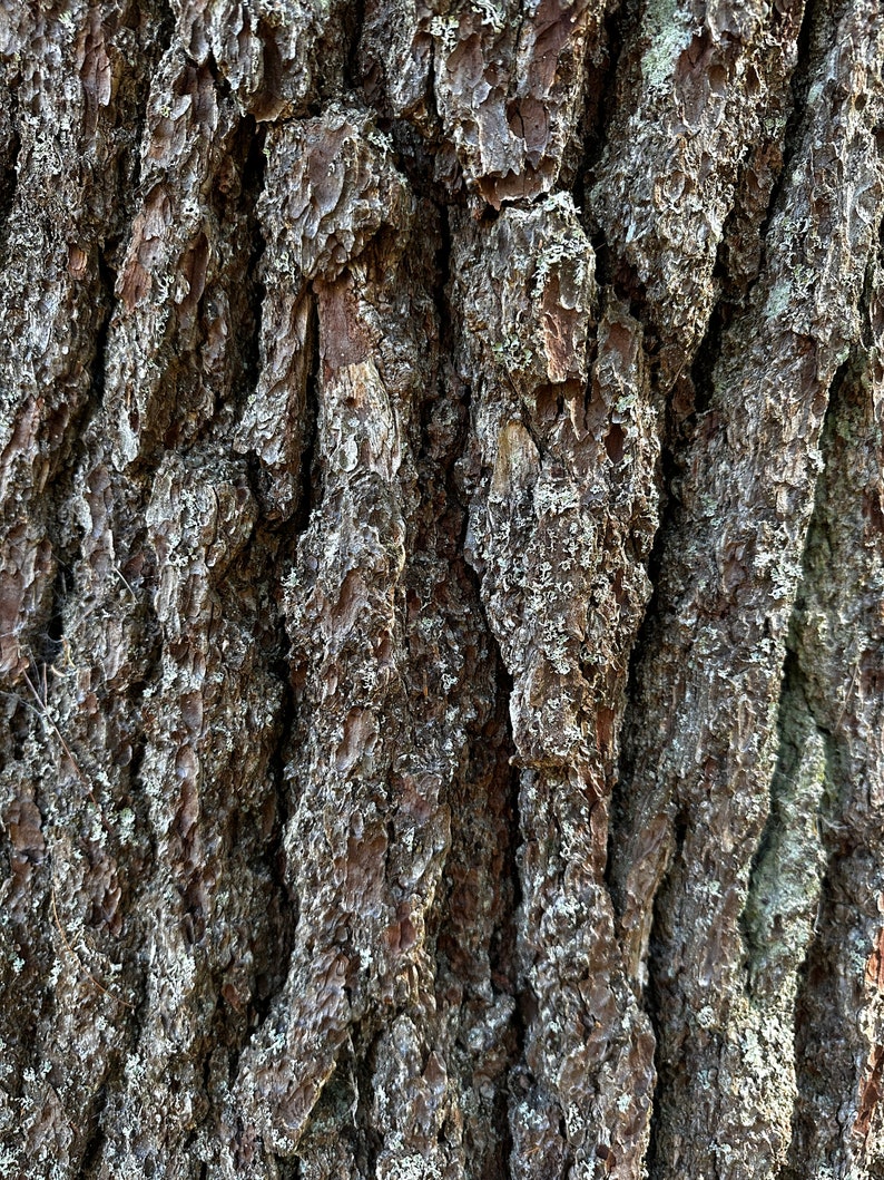 Bark Digital Download 5 Bark Paper Nature Images DIY Craft Image ...