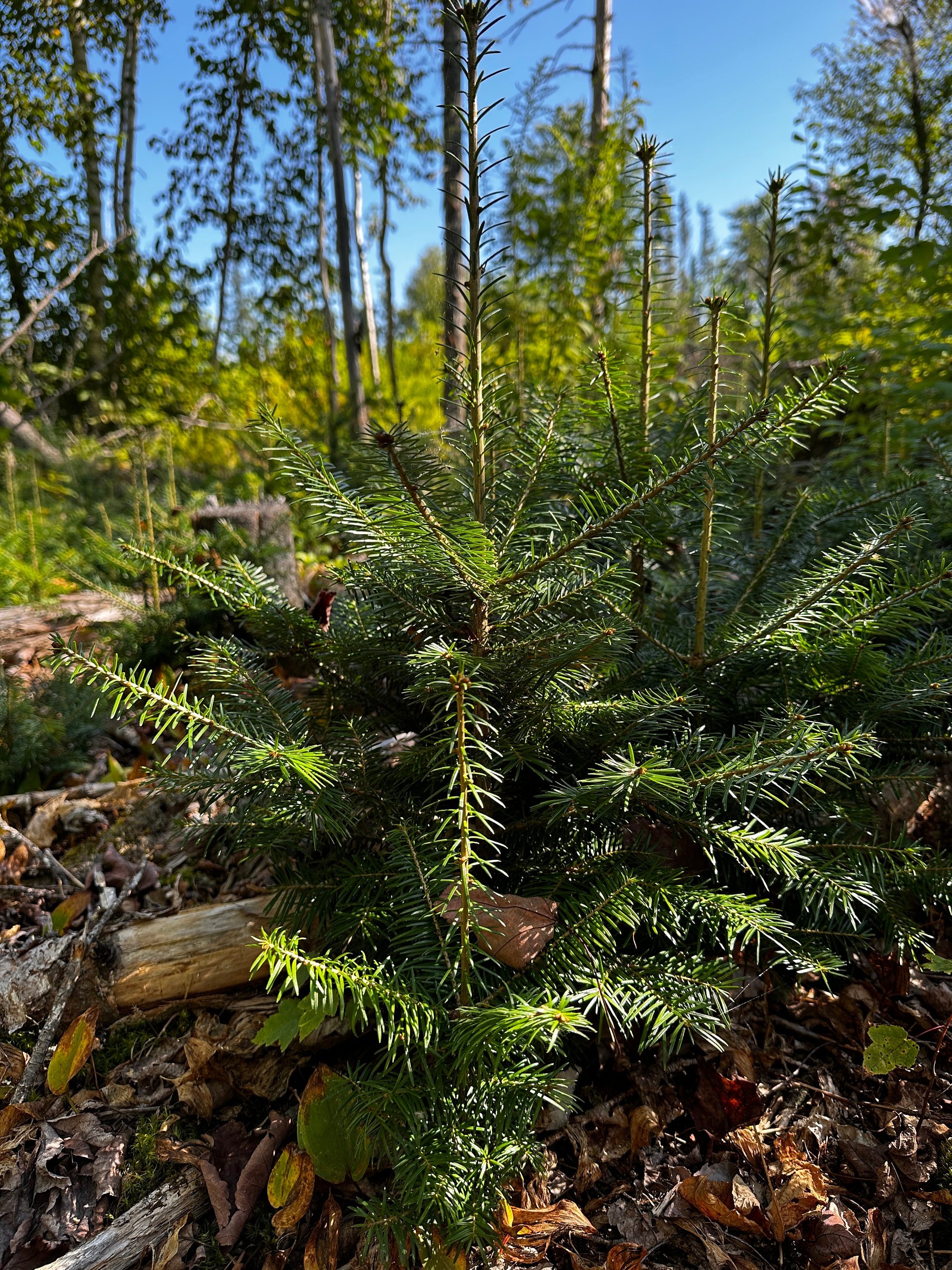 12 Organic Maine Balsam Fir Sapling Live Potted Christmas Tree Wild ...