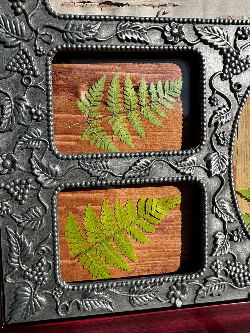Pressed Fern Artwork With Birch Bark in Pewter Frame Botanical ...
