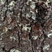 Bark Digital Download - 5 Bark Paper Nature Images - DIY Craft Image ...