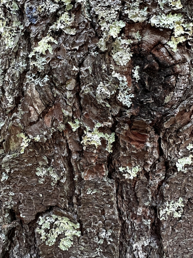 Bark Digital Download 5 Bark Paper Nature Images DIY Craft Image ...