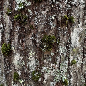 Bark Digital Download - 5 Bark Paper Nature Images - DIY Craft Image ...