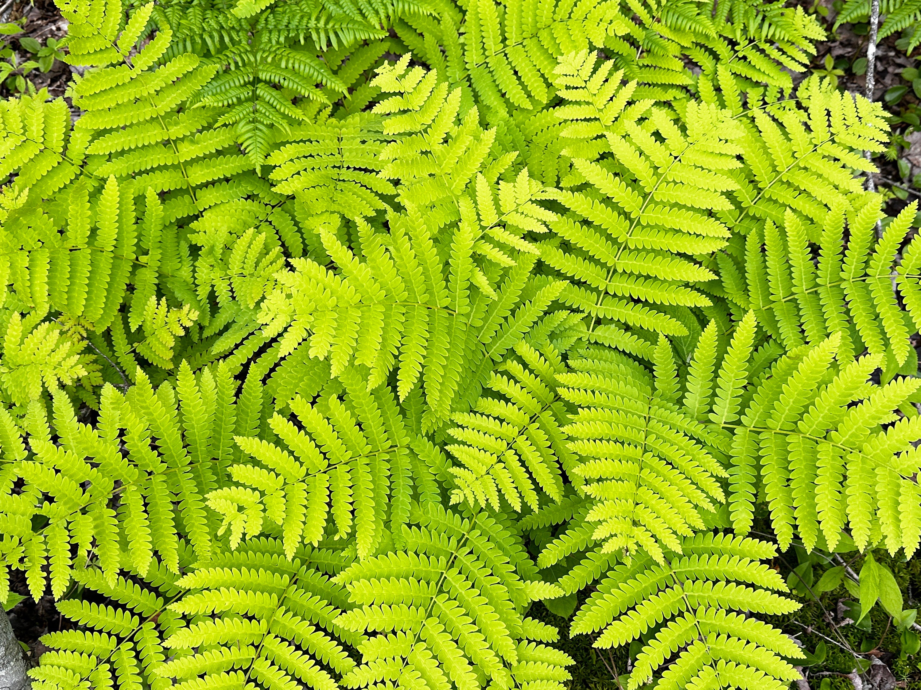 Fern Digital Download 5 Fern Images DIY Craft Image - Etsy