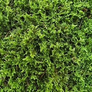 Moss Wrap DIY Printable | Vase Wrap Craft | Rustic Decor Project ...