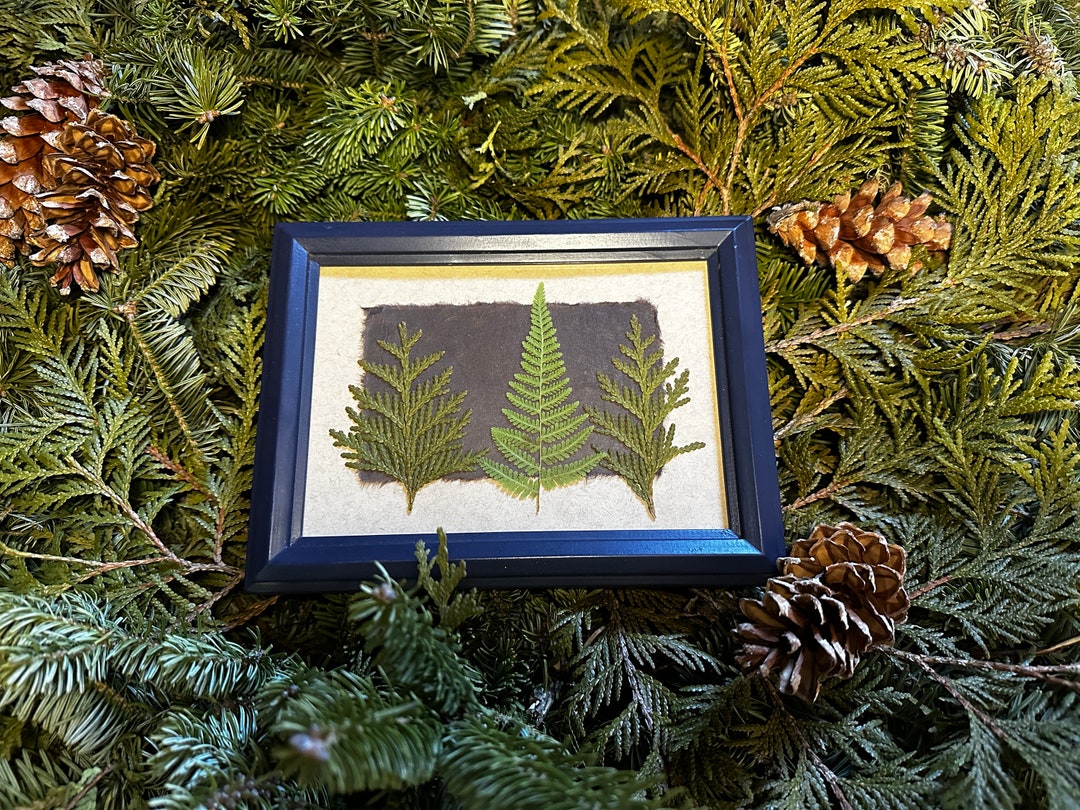 Trio of Pressed Cedar & Fern in Wooden Frame Unique Wall Art Modern ...