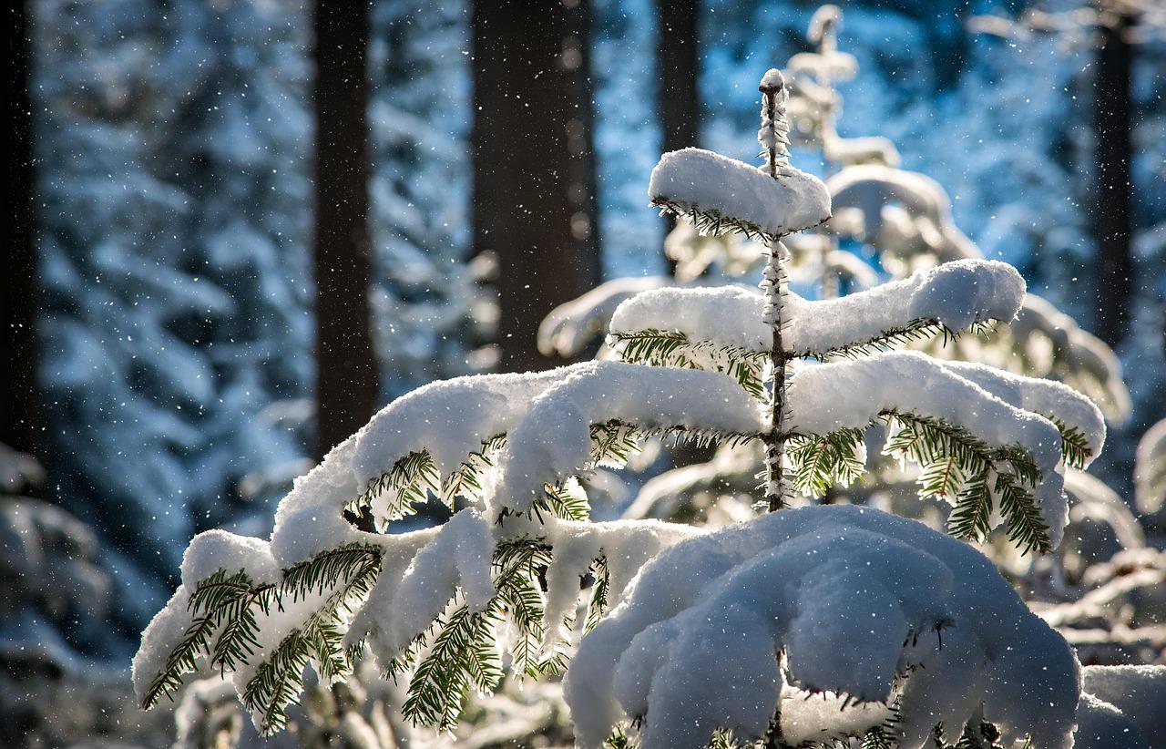 Maine Balsam Fir Tips Fresh Pre-cut Ends for Wreath Making ...