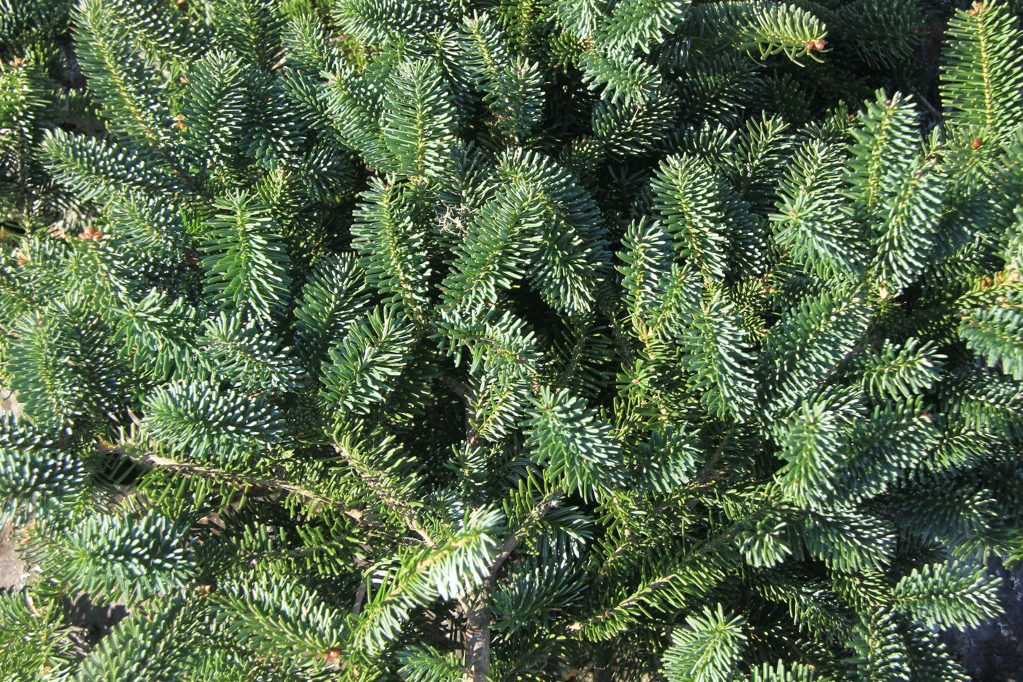 18 Organic Maine Balsam Fir Sapling Live Potted Christmas Tree Wild ...