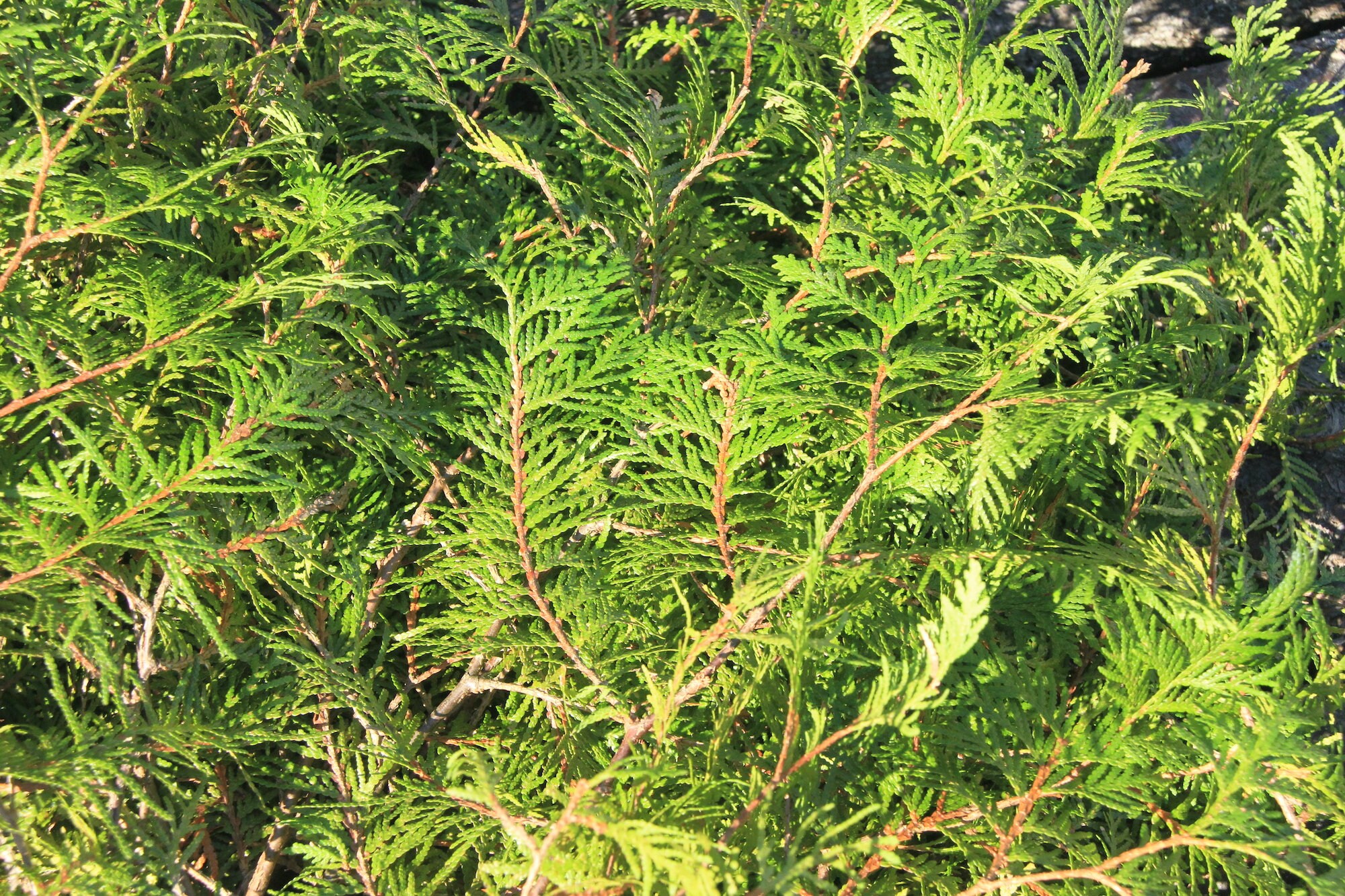 Fresh Cedar Leaves | Maine Evergreen Cuttings | Wreath Making & Natural ...