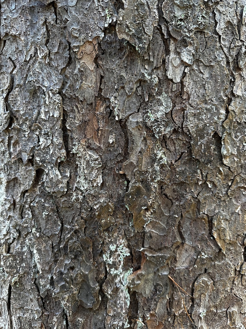 Bark Digital Download 5 Bark Paper Nature Images DIY Craft Image ...