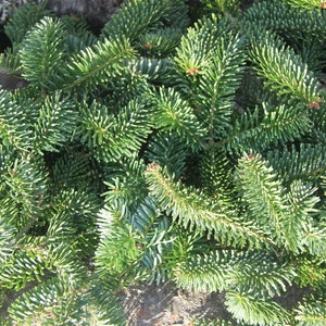 Maine Balsam Fir Tips Fresh Pre-cut Ends for Wreath Making ...