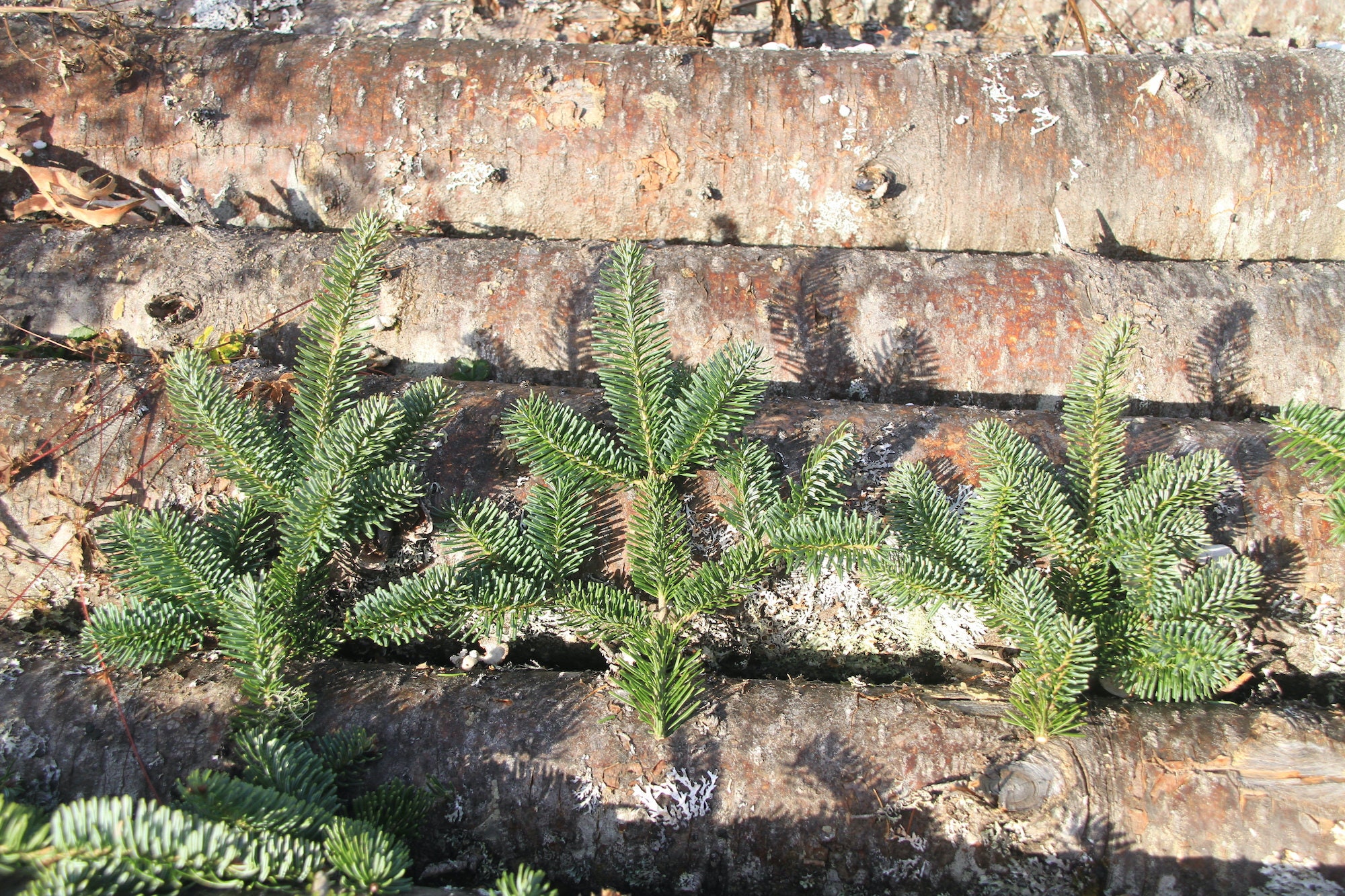 Maine Balsam Fir Tips Fresh Pre-cut Ends for Wreath Making ...
