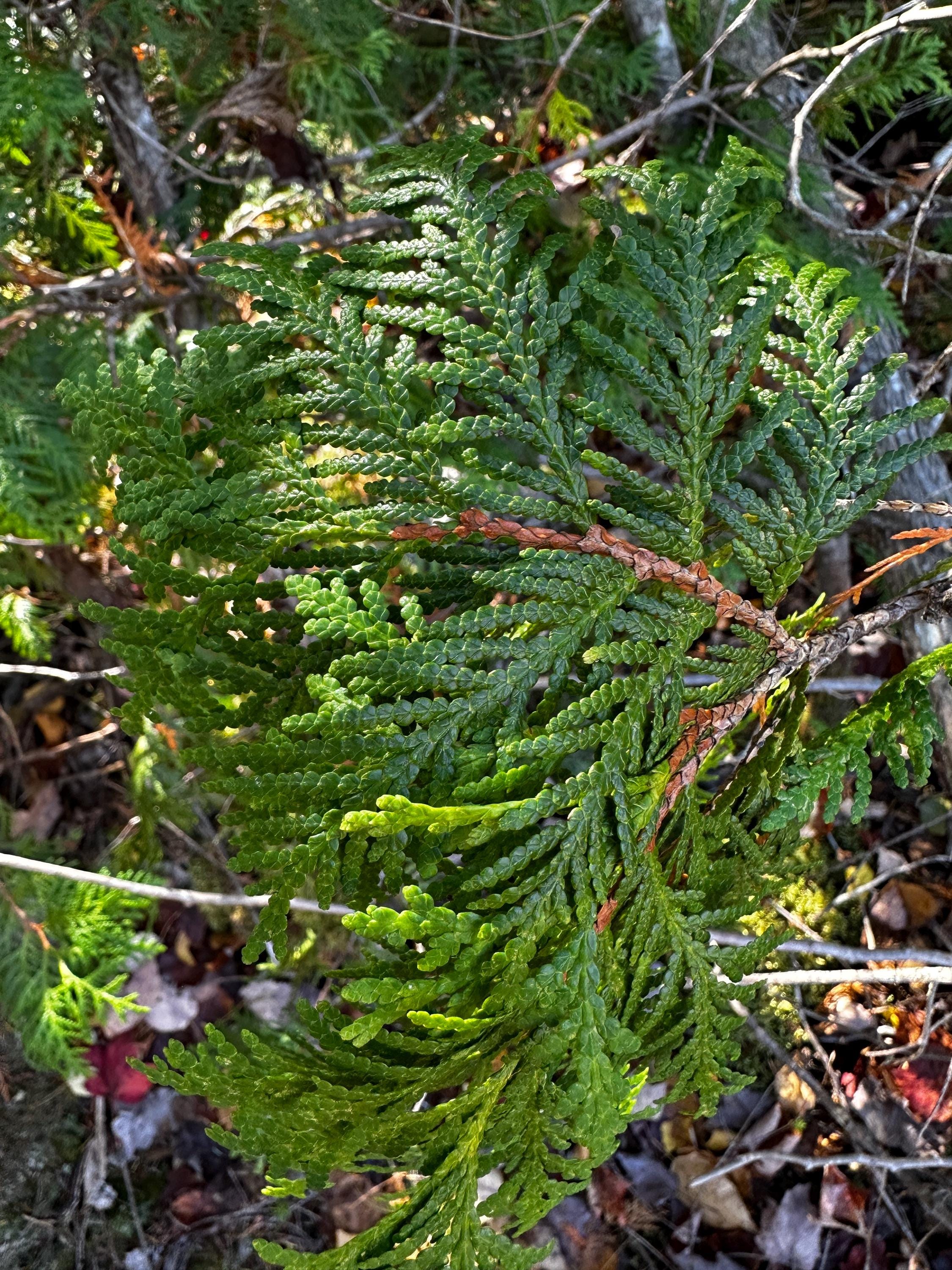 Fresh Cedar Leaves | Maine Evergreen Cuttings | Wild Harvest Wreath ...