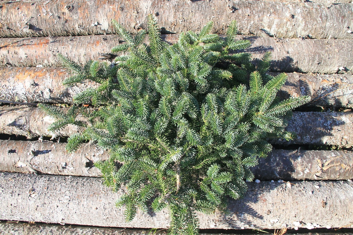 Maine Balsam Fir Tips Fresh Hand-picked Boughs 3lbs for Wreath Making ...