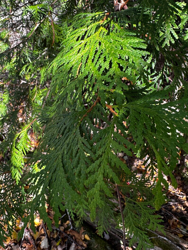 Fresh Cedar Leaves | Maine Evergreen Cuttings | Wreath Making & Natural ...