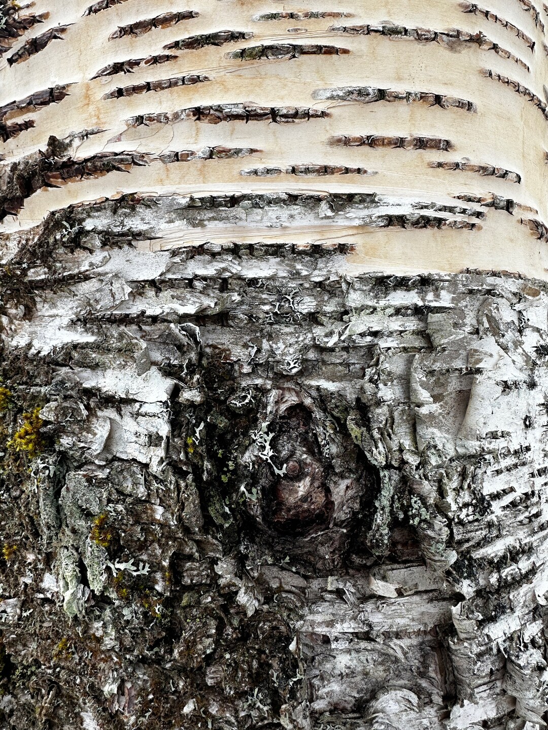 Birch Bark Images - Digital Download - 5 Birch Bark Paper Images - DIY ...