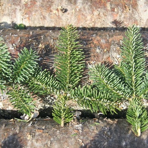 Maine Balsam Fir Tips Fresh Pre-cut Ends for Wreath Making ...