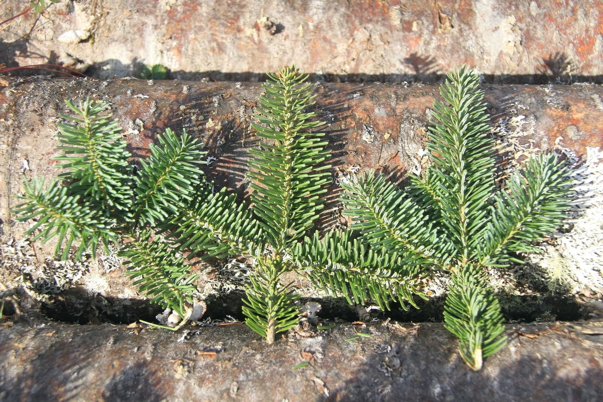 Maine Balsam Fir Tips Fresh Pre-cut Ends for Wreath Making ...