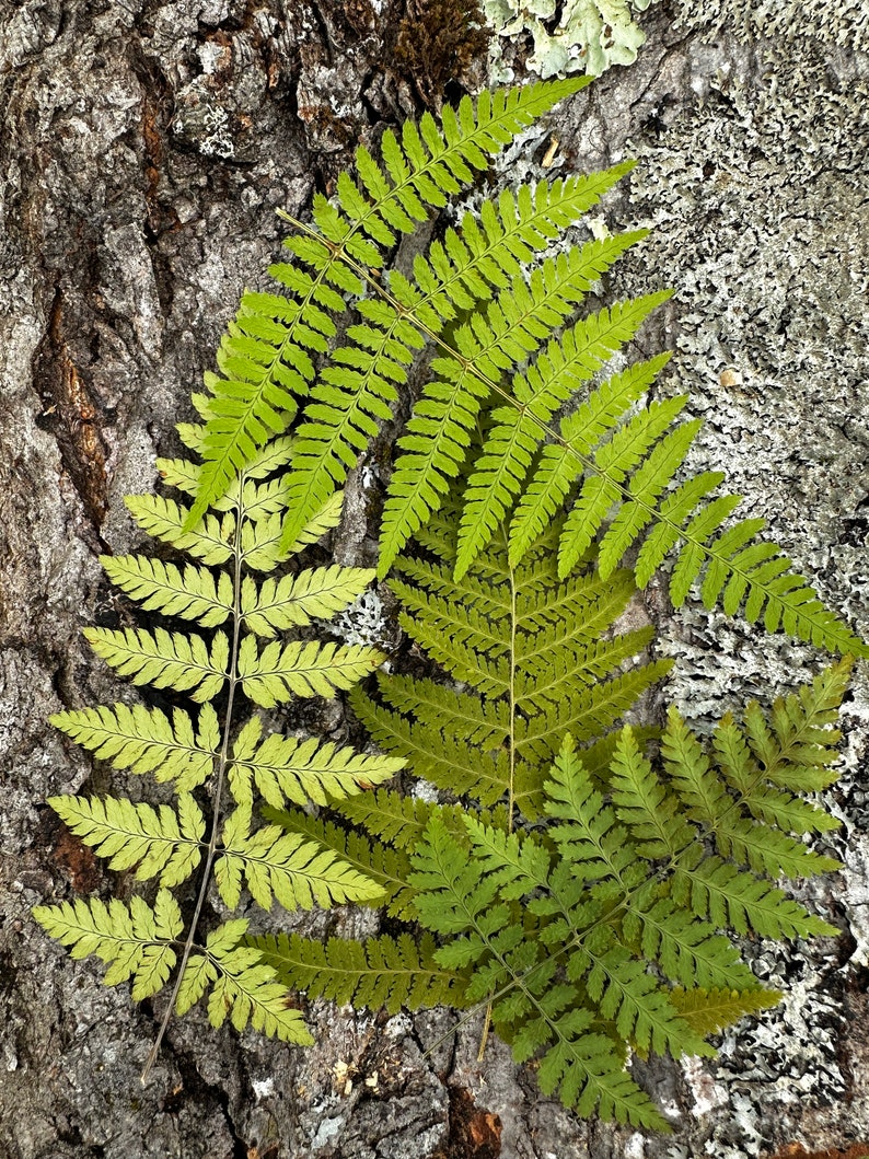 Fern Digital Download 5 Fern Images DIY Craft Image - Etsy