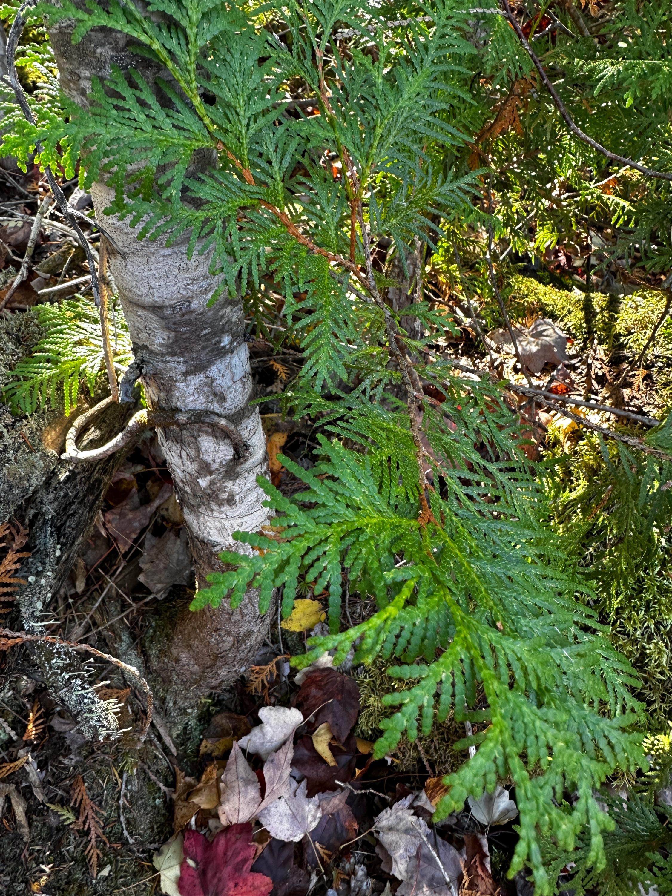 Fresh Cedar Leaves | Maine Evergreen Cuttings | Wild Harvest Wreath ...