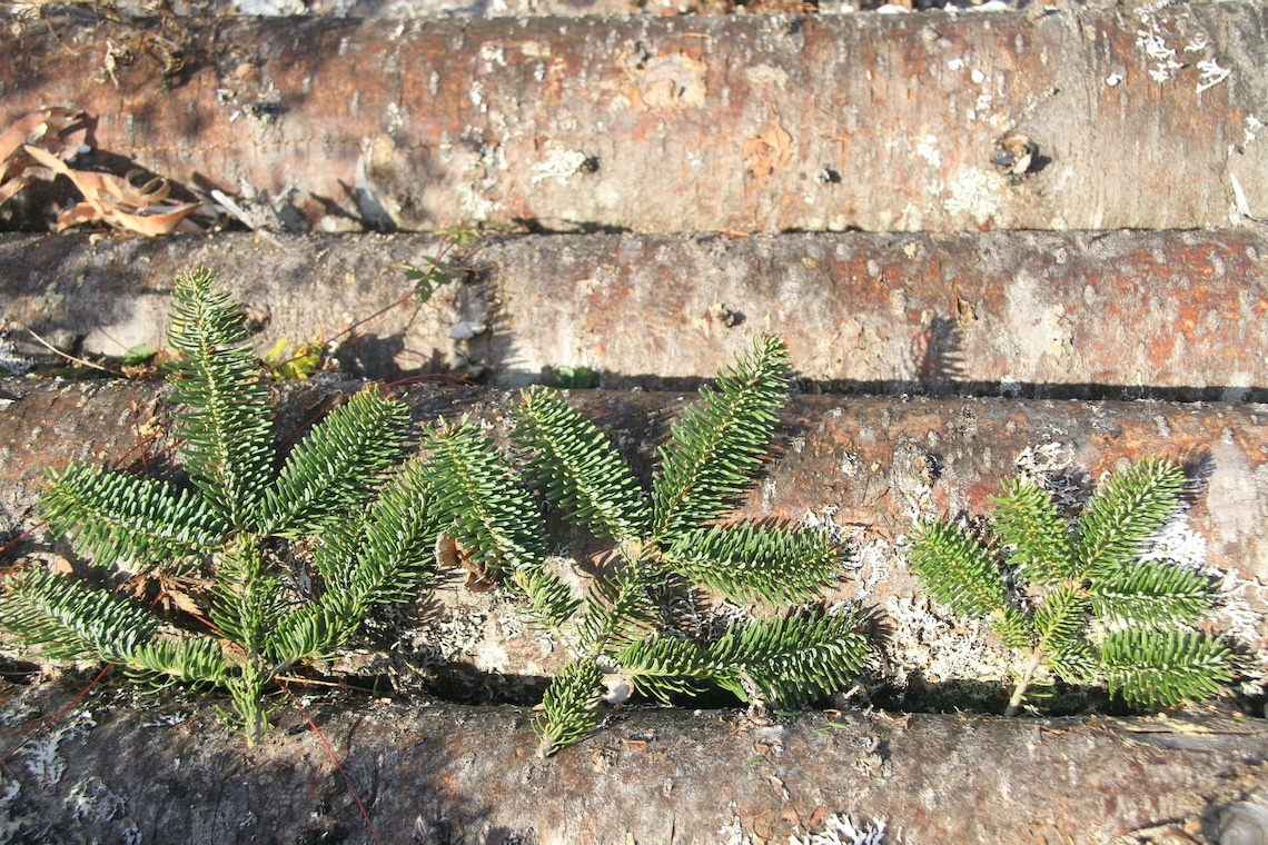 Maine Balsam Fir Tips Fresh Pre-cut Ends for Wreath Making ...