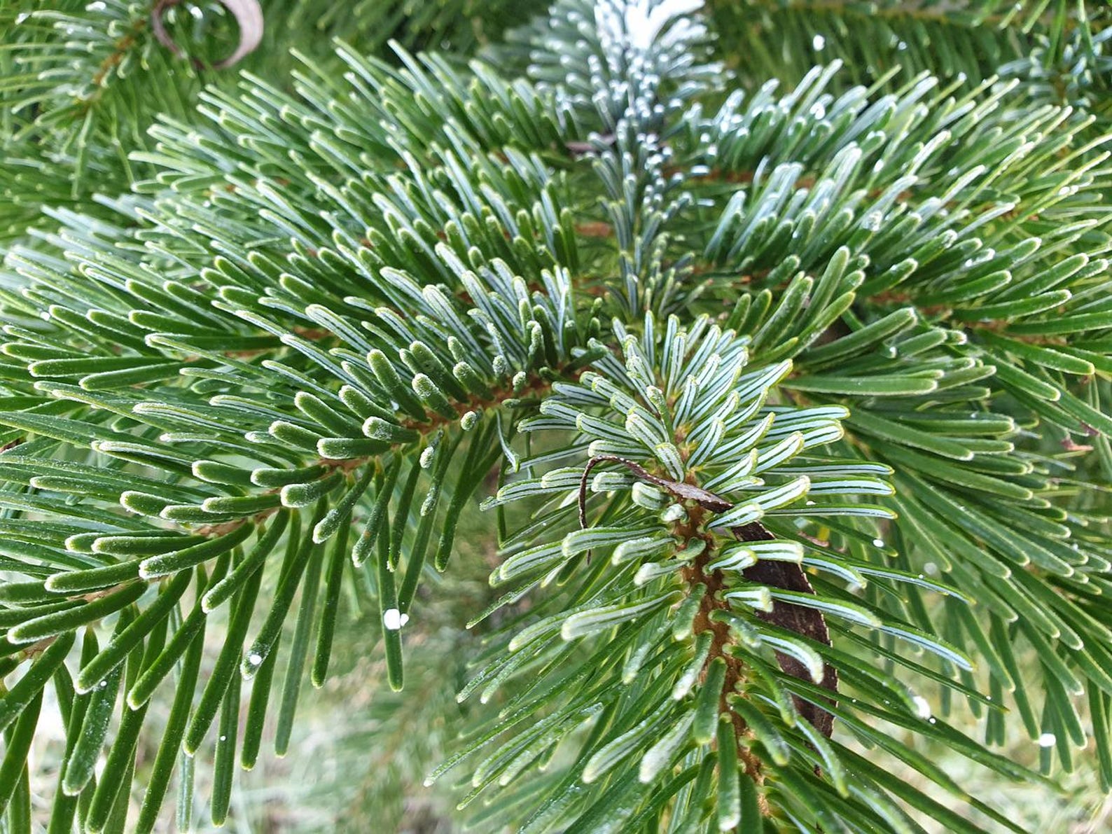 Maine Balsam Fir Tips Fresh Pre-cut Ends for Wreath Making ...