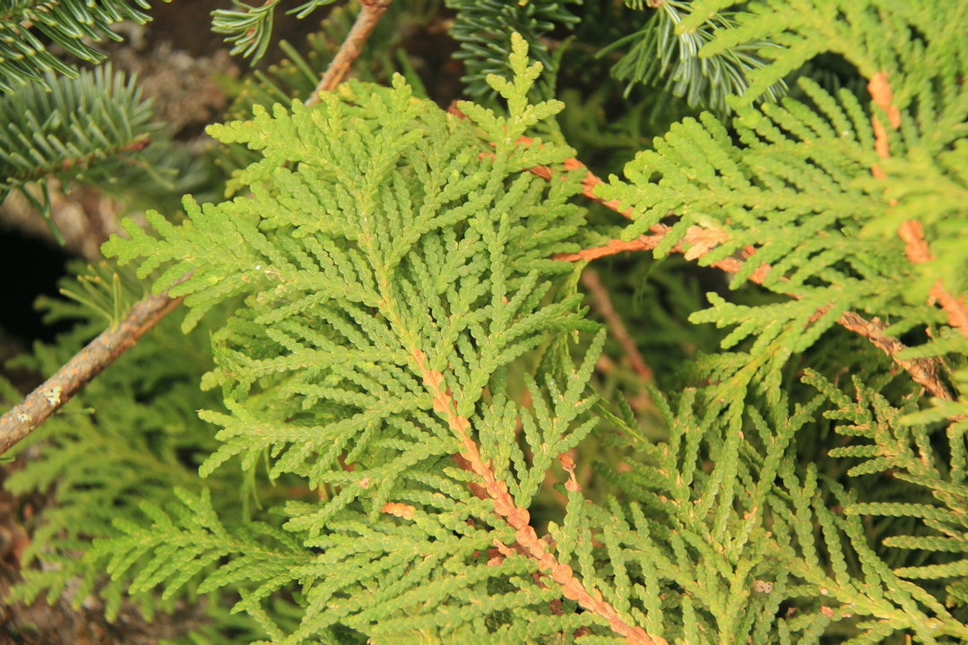 Fresh Cedar Leaves | Maine Evergreen Cuttings | Wreath Making & Natural ...