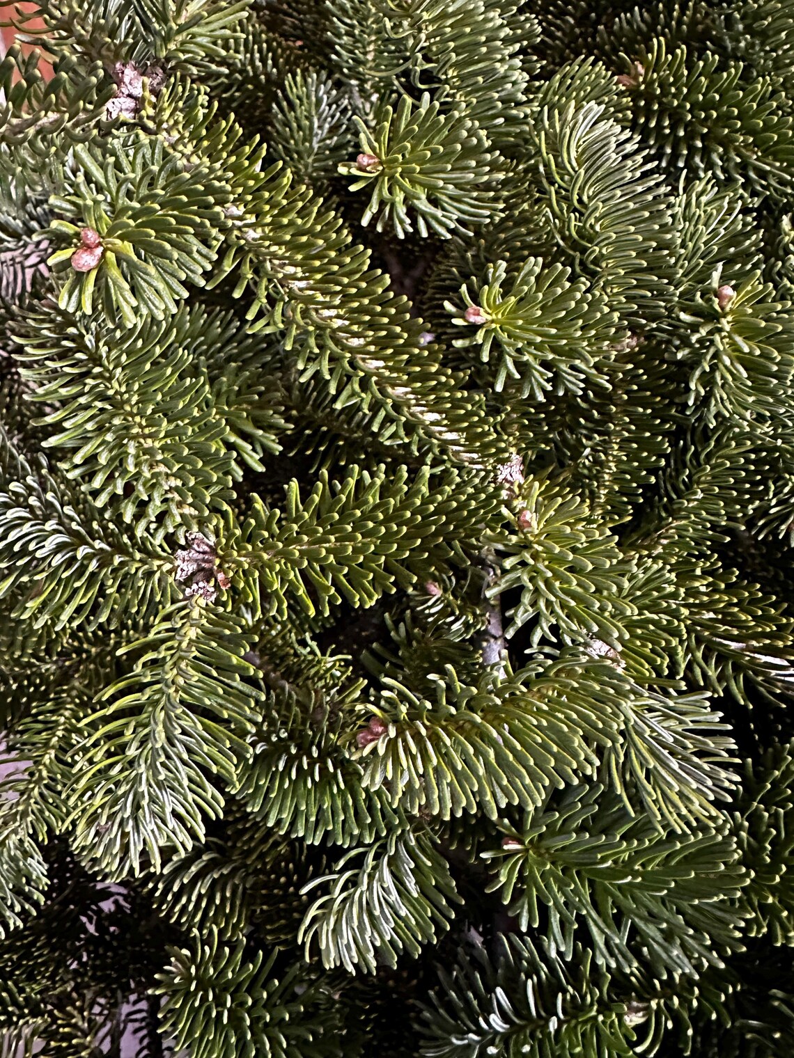 Maine Balsam Fir Tips Fresh Pre-cut Ends for Wreath Making ...