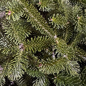 Maine Balsam Fir Tips Fresh Pre-cut Ends for Wreath Making ...