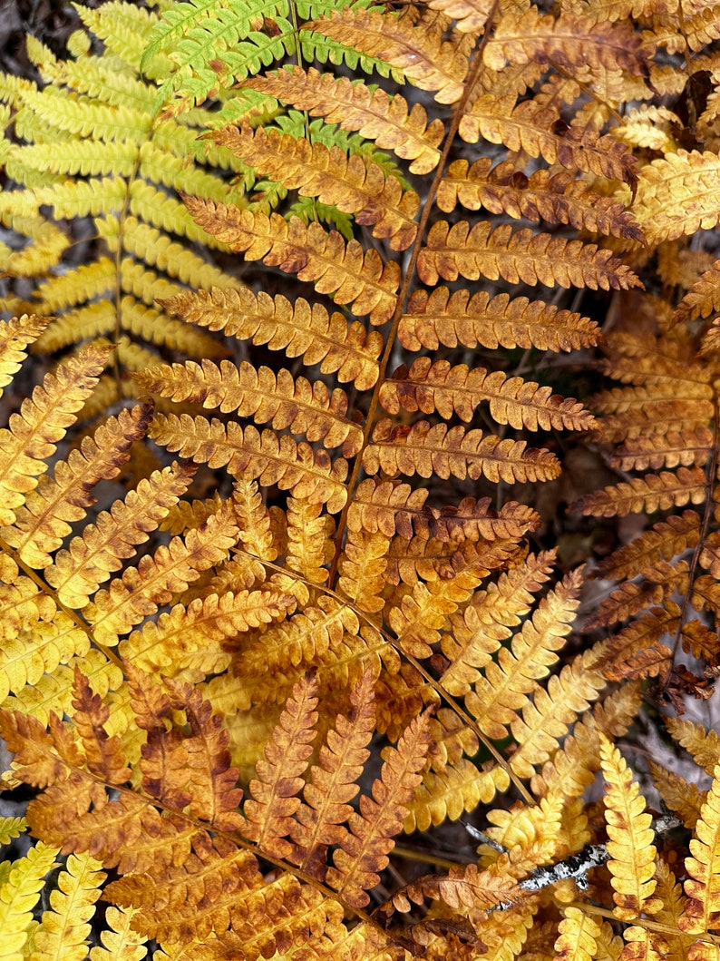 Fern Digital Download 5 Fern Images DIY Craft Image - Etsy