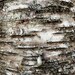 Birch Bark Digital Download 5 Birch Bark Paper Images DIY Craft Image ...