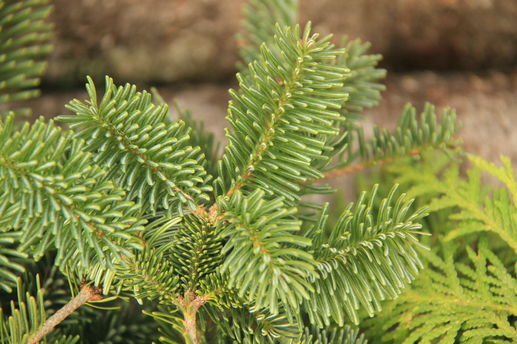 12 Organic Maine Balsam Fir Sapling Live Potted Christmas Tree Wild ...