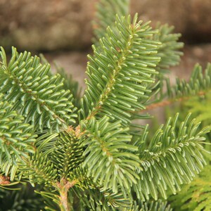 Maine Balsam Fir Tips Fresh Pre-cut Ends for Wreath Making ...