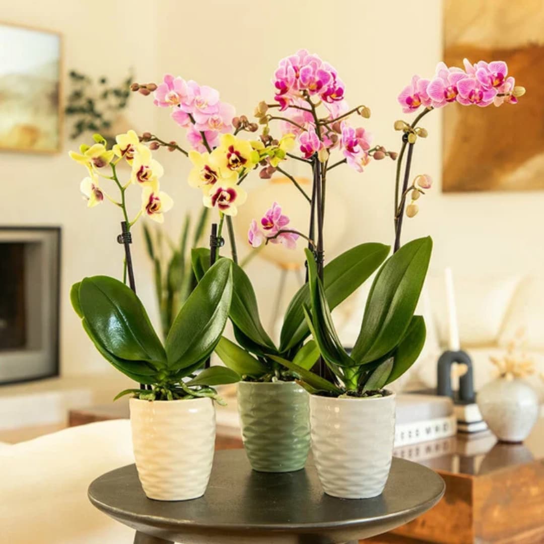 Bloom Haus Everyday Orchid Local Delivery ONLY orange Country, CA - Etsy