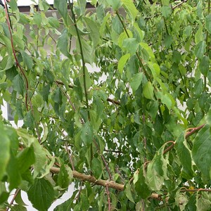 5 Japanese Ume Fruit Tree Cuttings, or Plum Fruit Tree Cuttings App 5 ...