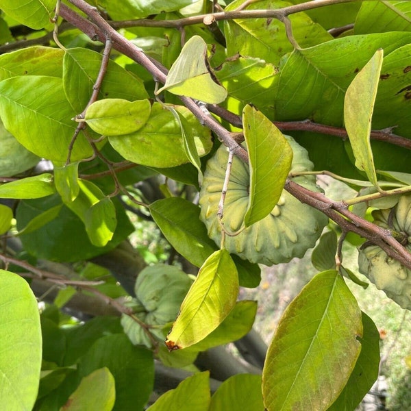 Giant Sugar Apple - Etsy
