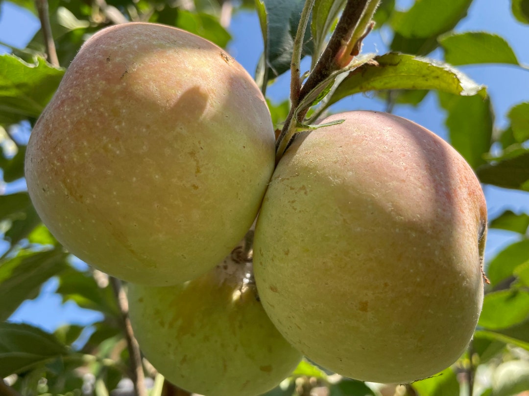 5 Fuji Apple Fruit Tree Stick Cuttings With BUD for GRAFT GRAFTING ...