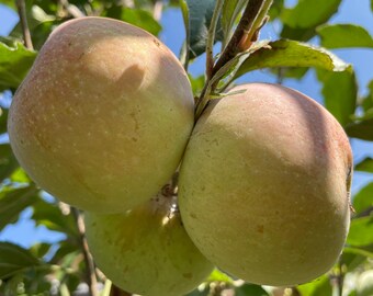 3 Scion Cuttings Mt. Rose Apple Tree for Grafting - Etsy