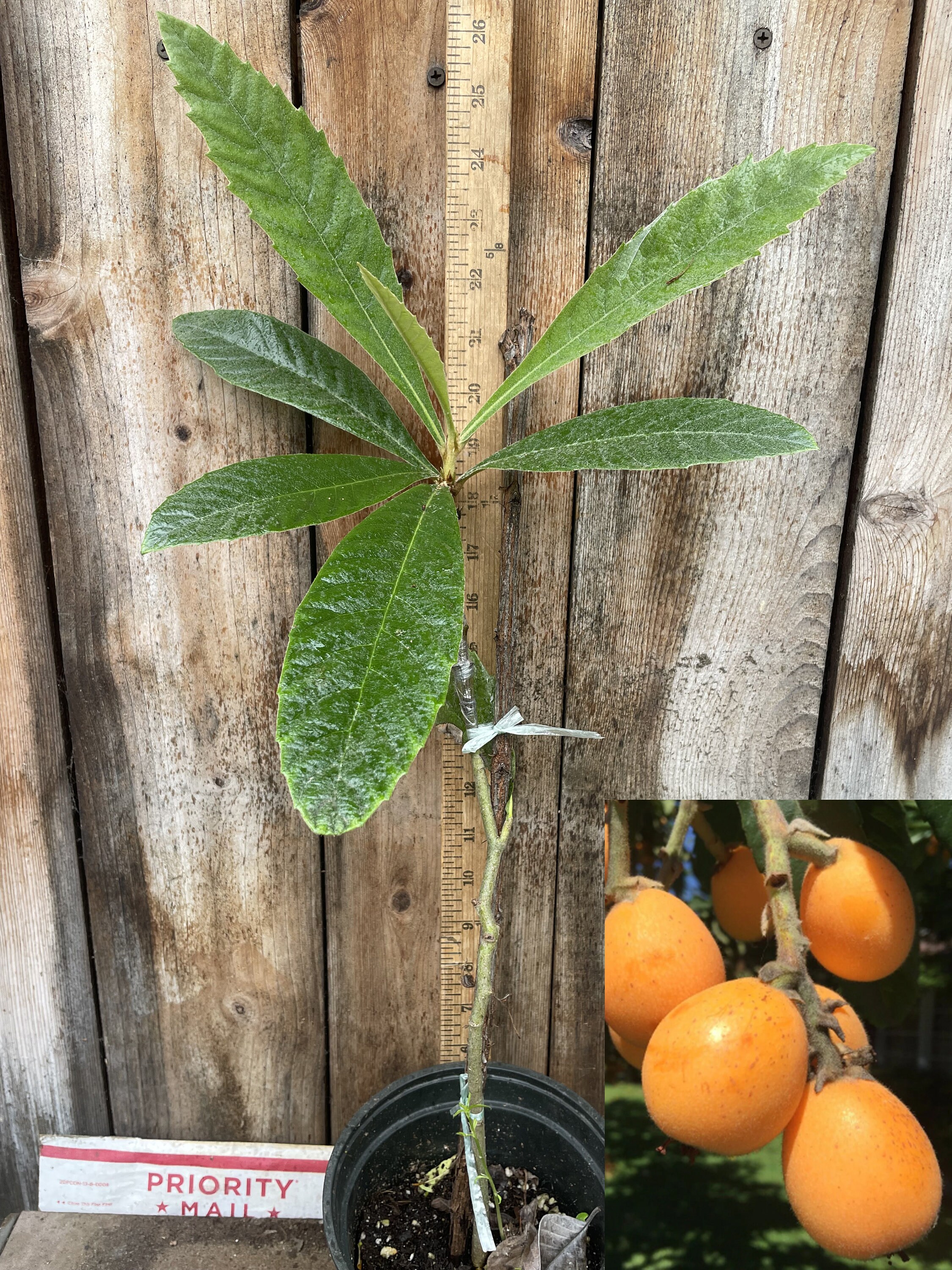 1 Grafted Big Jim Golden Loquat Fruit Seedling Tree, Japanese Plump ...