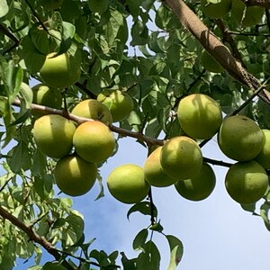 5 Japanese Ume Fruit Tree Cuttings, or Plum Fruit Tree Cuttings App 5 ...