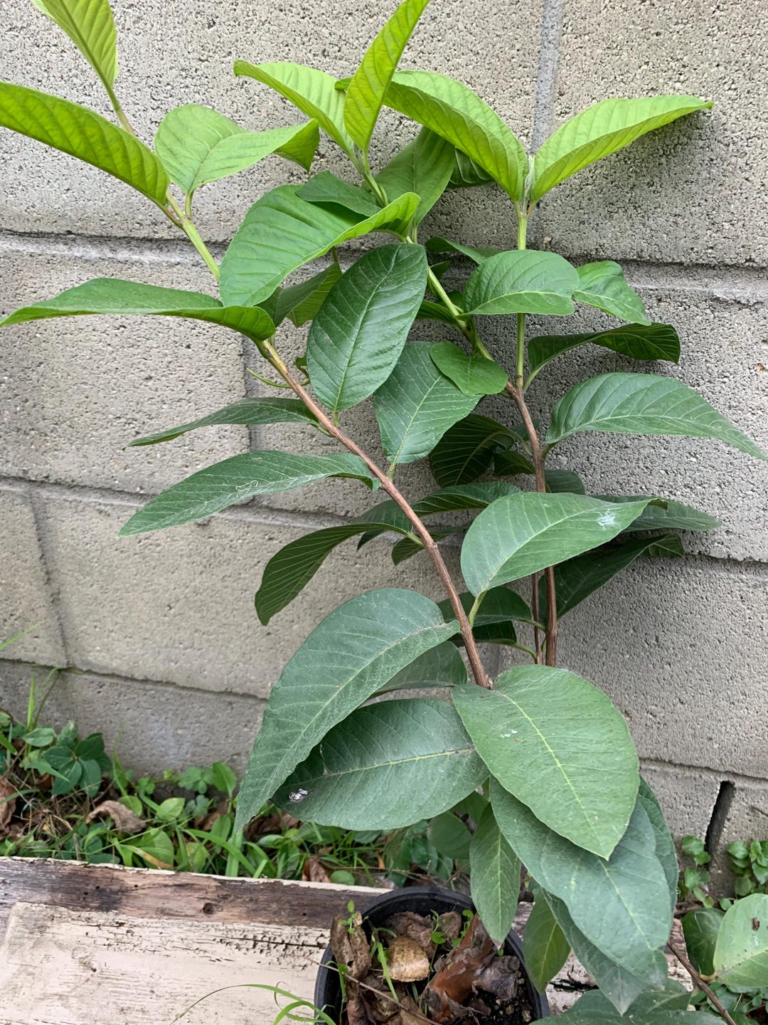 1 Air Layering Ruby Supreme Guava Fruit Tree Psidium Guajava Pearl ...