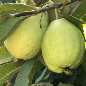 1 Pink Yellow Sweet Tropical Guava Psidium Guajava Tree App 10-14 - Etsy