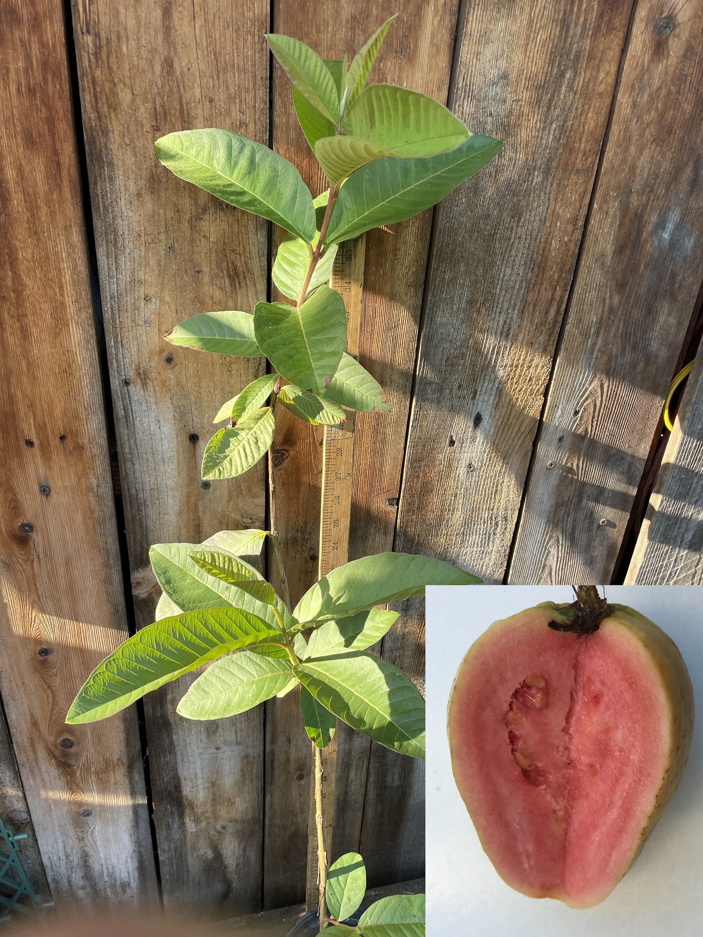 Pink Guava Tree
