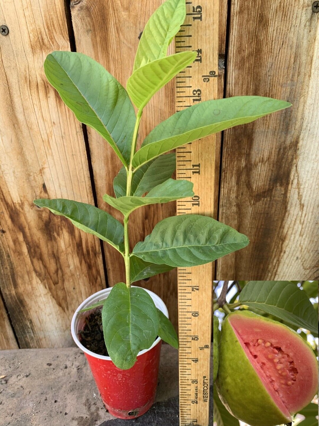 1 Sweet Supreme Tropical Guava Seedling Tree, Psidium Guajava Fruit ...