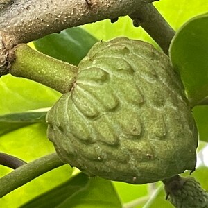 1 Rare Grafted El Bumpo Cherimoya Tree App 28 - Etsy