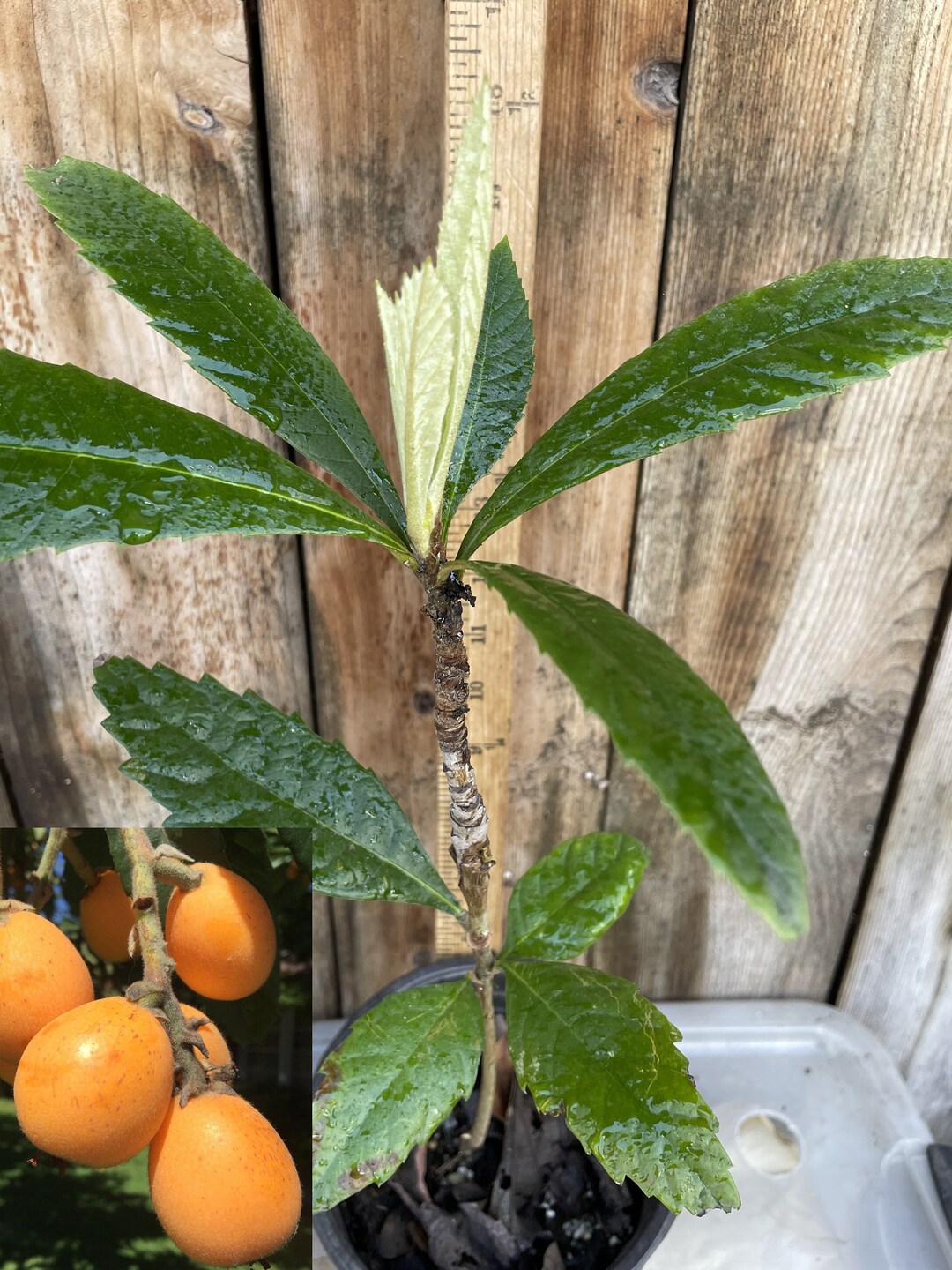 1 Big Jim Seedling Grafted Perennial Golden Loquat Fruit Tree - Etsy
