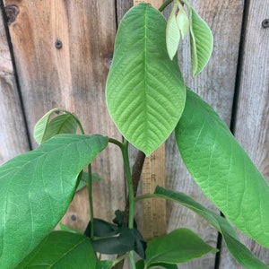 1 Rare Grafted El Bumpo Cherimoya Tree App 28 - Etsy