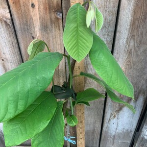 1 Rare Grafted El Bumpo Cherimoya Tree App 28 - Etsy