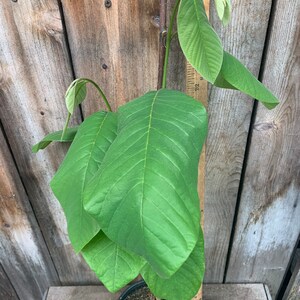 1 Rare Grafted El Bumpo Cherimoya Tree App 28 - Etsy